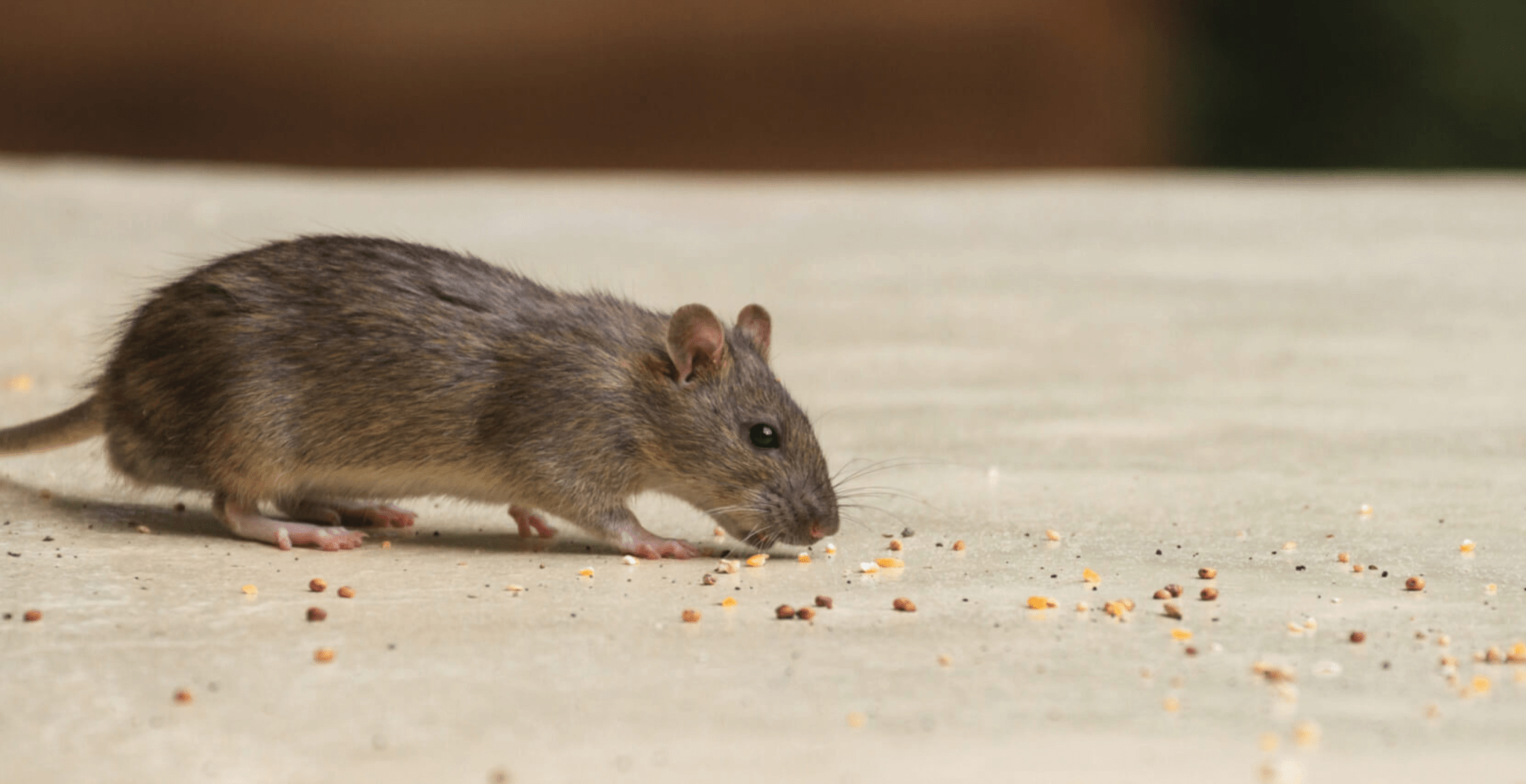 Ontdek de Verscheidenheid aan Muizen soorten: Een Fascinerende Wereld ...